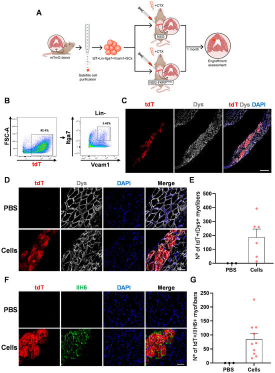 Enhanced Diaphragm Muscle Function upon Satellite Cell Transplantation ...