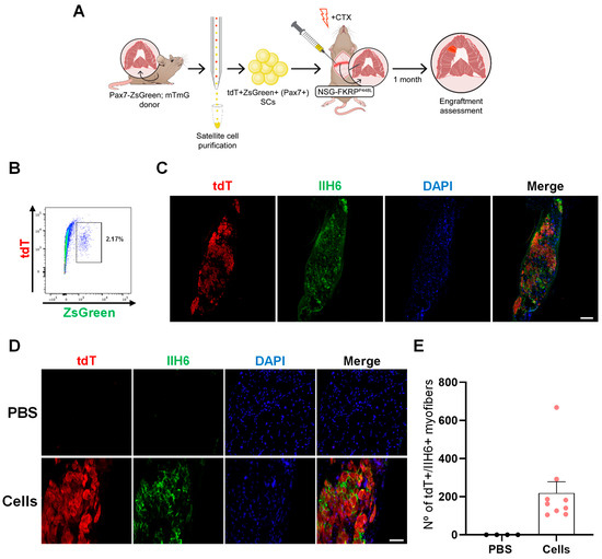 Enhanced Diaphragm Muscle Function upon Satellite Cell Transplantation ...
