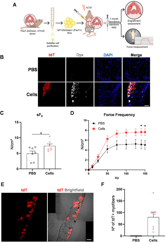 Enhanced Diaphragm Muscle Function upon Satellite Cell Transplantation ...