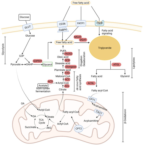 Molecular and Cellular Mechanisms of Intramuscular Fat Development and ...