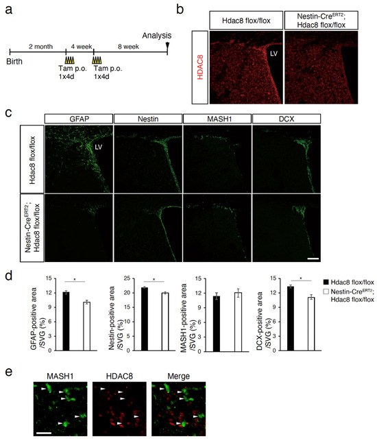 Inhibition of HDAC8 Reduces the Proliferation of Adult Neural Stem ...