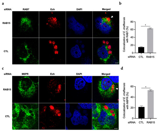 Ehrlichia chaffeensis Etf-3 Induces Host RAB15 Upregulation for ...