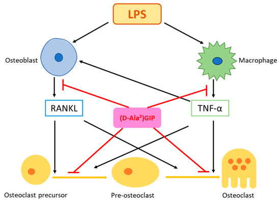 (D-Ala2)GIP Inhibits Inflammatory Bone Resorption by Suppressing TNF-α ...