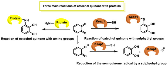 Antioxidant Metabolism Pathways in Vitamins, Polyphenols, and Selenium ...