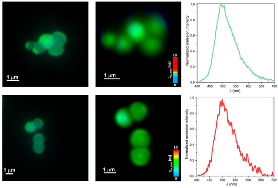 IJMS | Free Full-Text | Dual Emissive Zn(II) Naphthalocyanines ...