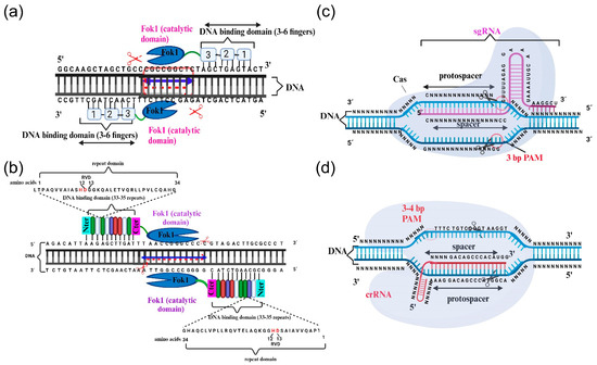 Recent Advances in Tomato Gene Editing