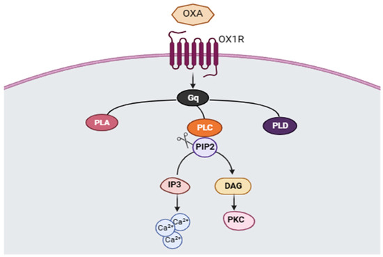 IJMS | Free Full-Text | Orexins/Hypocretins: Gatekeepers of Social ...