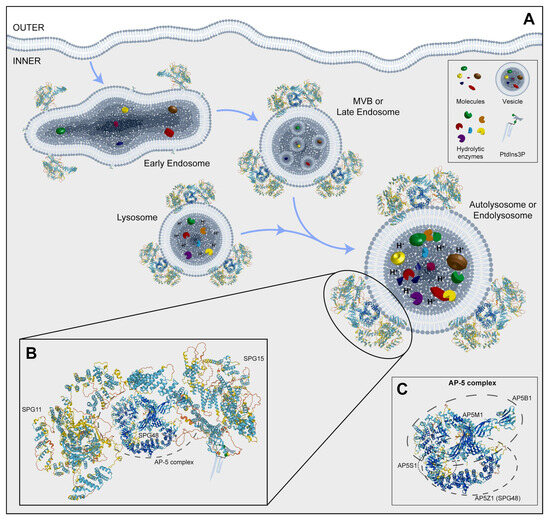 Pluripotent Stem Cells as a Preclinical Cellular Model for Studying ...