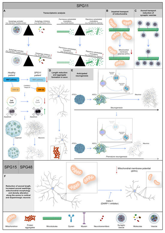Pluripotent Stem Cells as a Preclinical Cellular Model for Studying ...