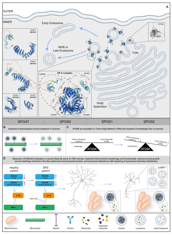 Pluripotent Stem Cells as a Preclinical Cellular Model for Studying ...