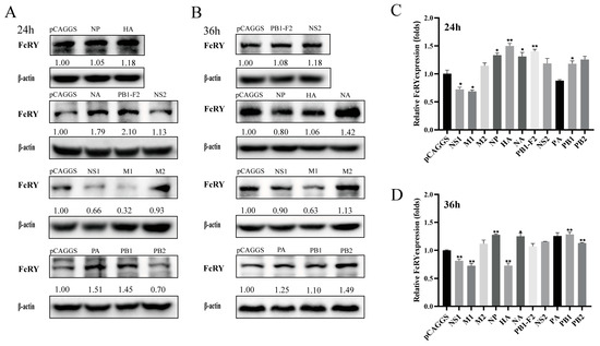 H9N2 Avian Influenza Virus Downregulates FcRY Expression in Chicken ...