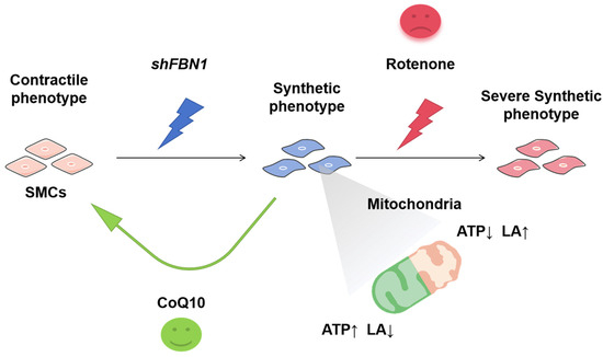 Ameliorative Effect of Coenzyme Q10 on Phenotypic Transformation in ...