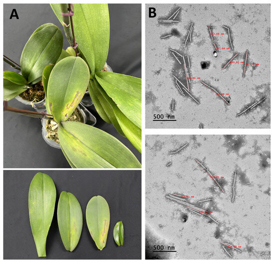 Identification of Viruses Infecting Phalaenopsis Orchids Using Nanopore ...