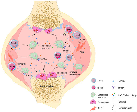 Osteoimmunology: The Crosstalk between T Cells, B Cells, and ...
