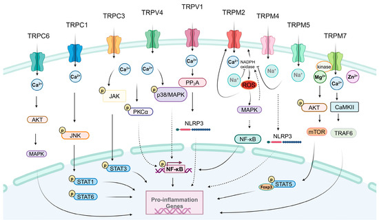 TRP Ion Channels in Immune Cells and Their Implications for Inflammation