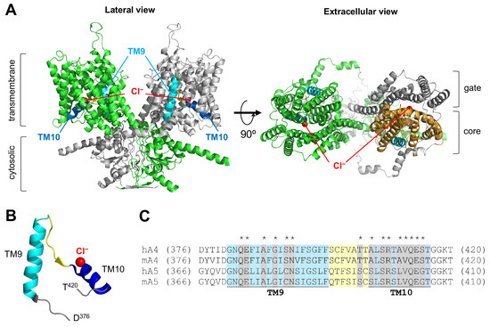 IJMS | Free Full-Text | Functional Studies of Deafness-Associated Pendrin and Prestin Variants