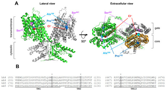 IJMS | Free Full-Text | Functional Studies of Deafness-Associated Pendrin and Prestin Variants