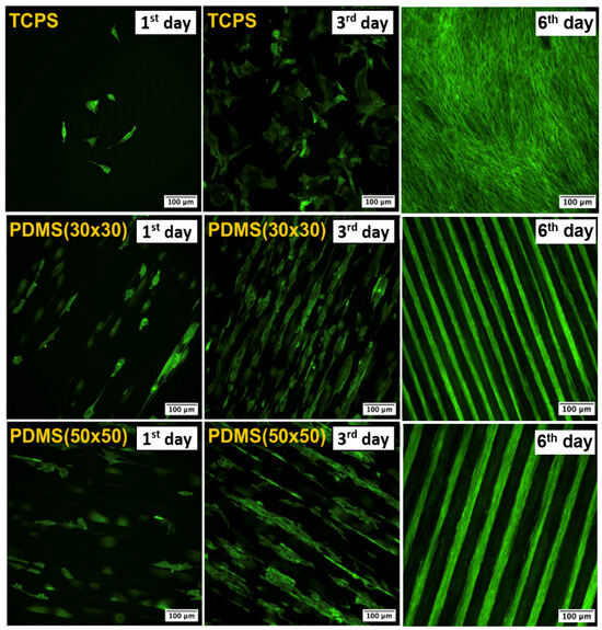 Plasma-Activated Polydimethylsiloxane Microstructured Pattern with ...