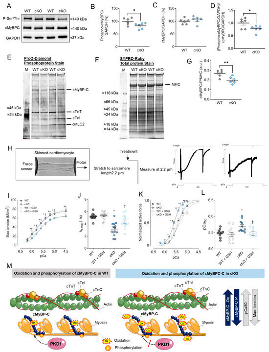 Protein Kinase D Plays a Crucial Role in Maintaining Cardiac ...
