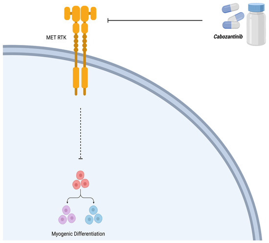 Transforming Growth Factor Beta and Alveolar Rhabdomyosarcoma: A ...