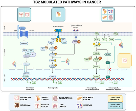 The Role of Transglutaminase 2 in Cancer: An Update