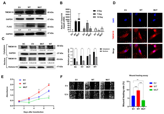 TMEM119 (c.G143A, p.S48L) Mutation Is Involved in Primary Failure of ...