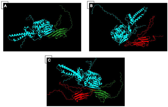 Role of the Alpha-B-Crystallin Protein in Cardiomyopathic Disease