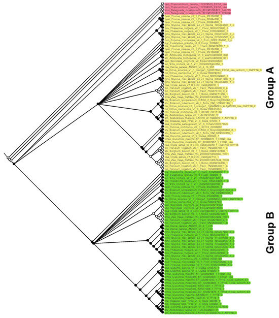 IJMS | Free Full-Text | Evolutionary and Structural Analysis of PP16 in ...