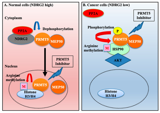 Inhibition of PRMT5/MEP50 Arginine Methyltransferase Activity Causes ...