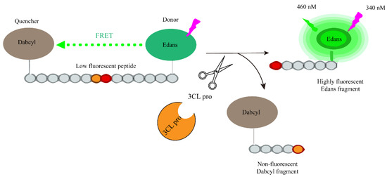 Development of Fluorescence-Based Assays for Key Viral Proteins in the ...