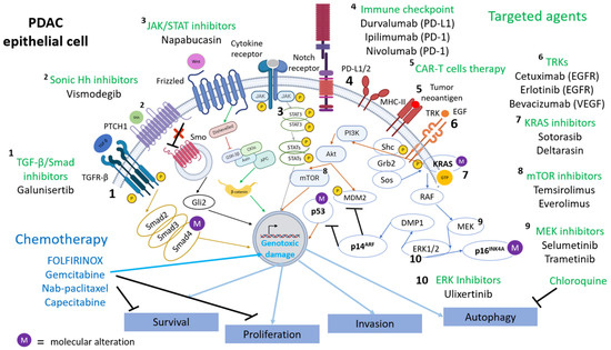 Clinical and Preclinical Targeting of Oncogenic Pathways in PDAC ...