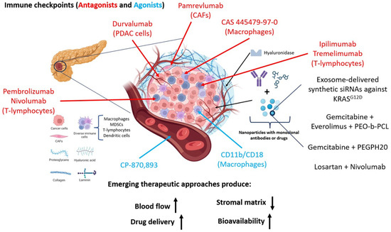 Clinical and Preclinical Targeting of Oncogenic Pathways in PDAC ...