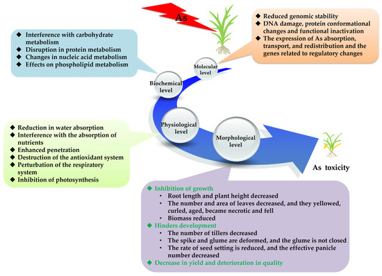 The Molecular Mechanism of the Response of Rice to Arsenic Stress and ...