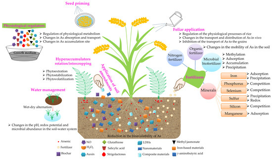 IJMS | Free Full-Text | The Molecular Mechanism of the Response of Rice ...