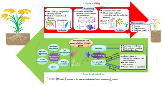 IJMS | Free Full-Text | The Molecular Mechanism of the Response of Rice ...