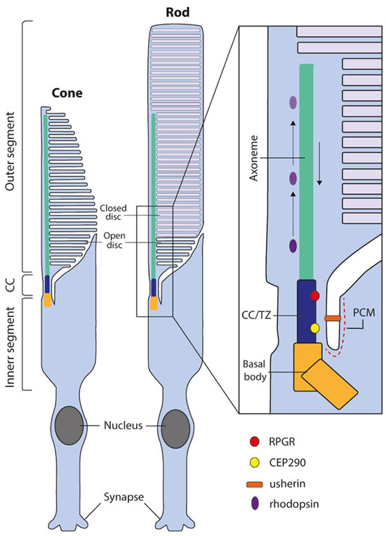 Retinal Ciliopathies and Potential Gene Therapies: A Focus on Human ...