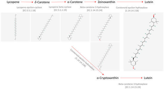 Lutein Production and Extraction from Microalgae: Recent Insights and ...