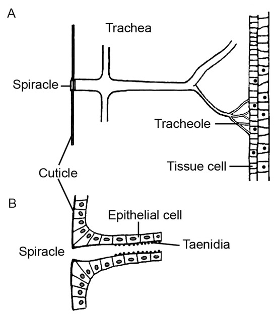Animals in Respiratory Research