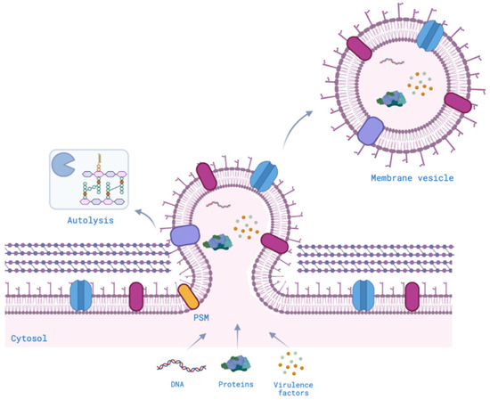 Interactions of Gram-Positive Bacterial Membrane Vesicles and Hosts ...
