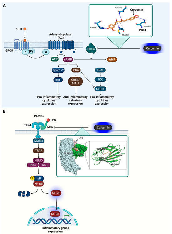 IJMS | Free Full-Text | Curcumin in Cancer and Inflammation: An In ...