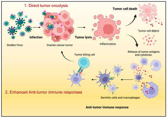 IJMS | Free Full-Text | Sindbis Virus Vaccine Platform: A Promising ...