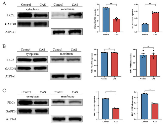 Phosphorylated CPI-17 and MLC2 as Biomarkers of Coronary Artery Spasm ...