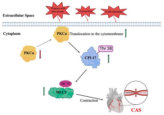 Phosphorylated CPI-17 and MLC2 as Biomarkers of Coronary Artery Spasm ...