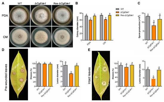 Roles of CgEde1 and CgMca in Development and Virulence of ...