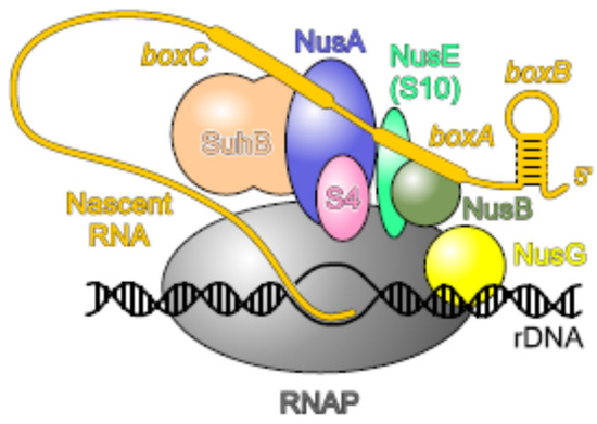 Extraribosomal Functions of Bacterial Ribosomal Proteins—An Update, 2023
