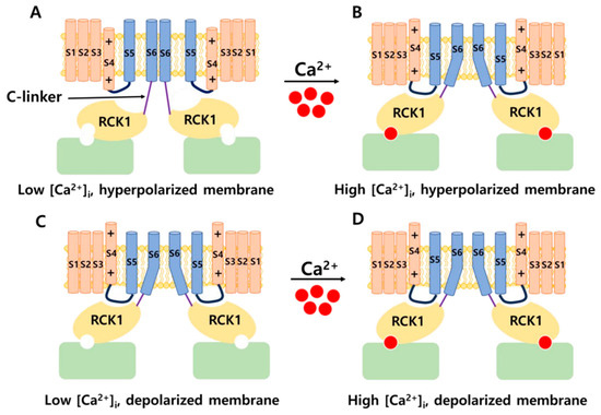 Challenges in the Therapeutic Targeting of KCa Channels: From Basic ...