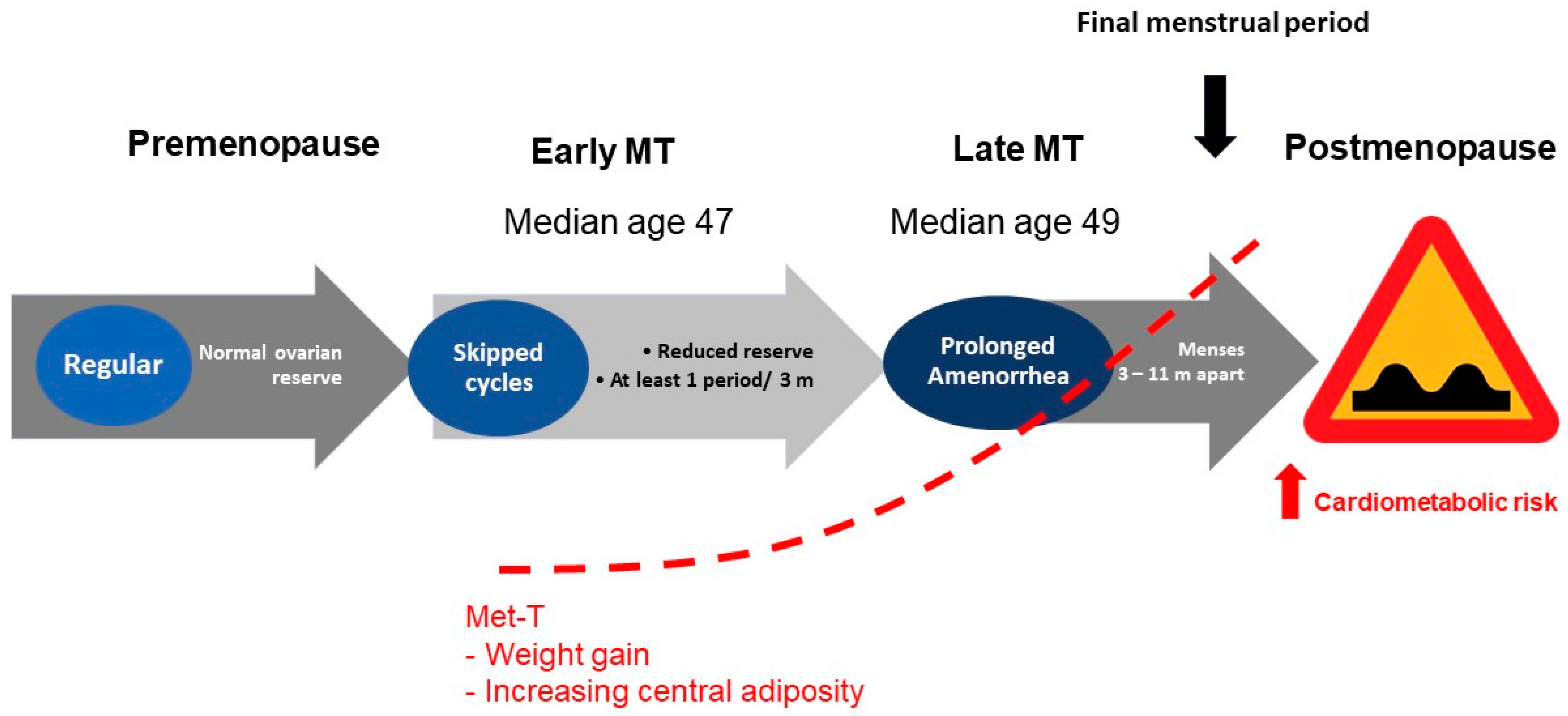 Aging and Adiposity—Focus on Biological Females at Midlife and Beyond