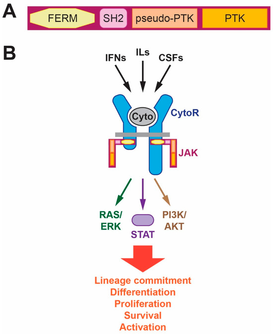 Janus Kinase 3 (JAK3): A Critical Conserved Node in Immunity Disrupted ...