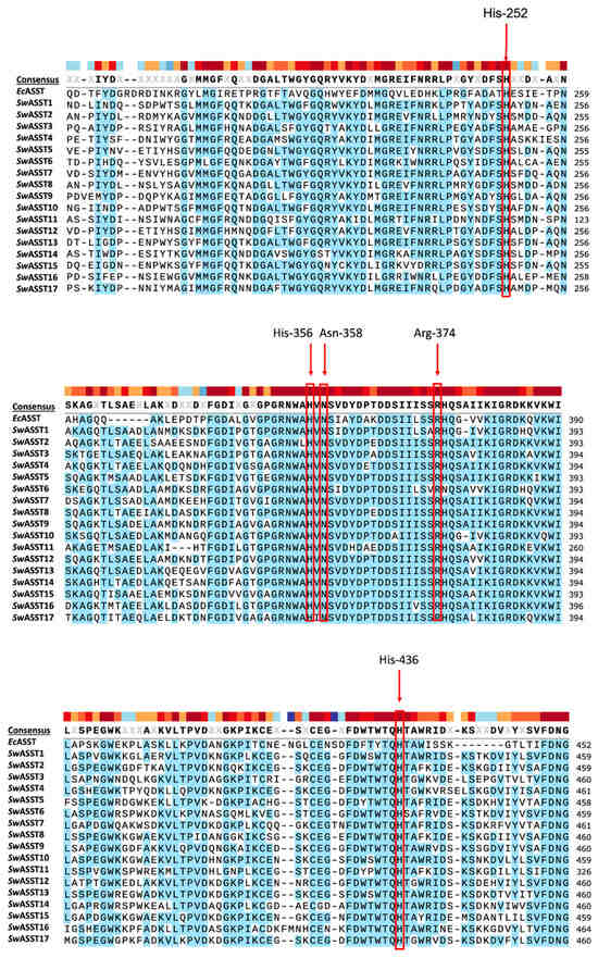 IJMS | Free Full-Text | Bioinformatic Analysis of Sulfotransferases ...