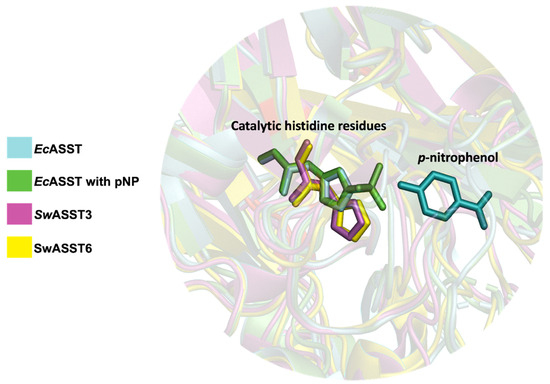IJMS | Free Full-Text | Bioinformatic Analysis of Sulfotransferases ...